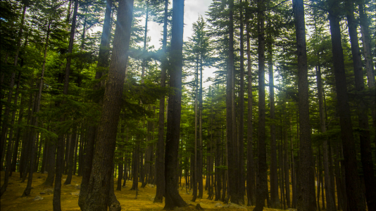 Swat Valley - Pakistan Travel Guide